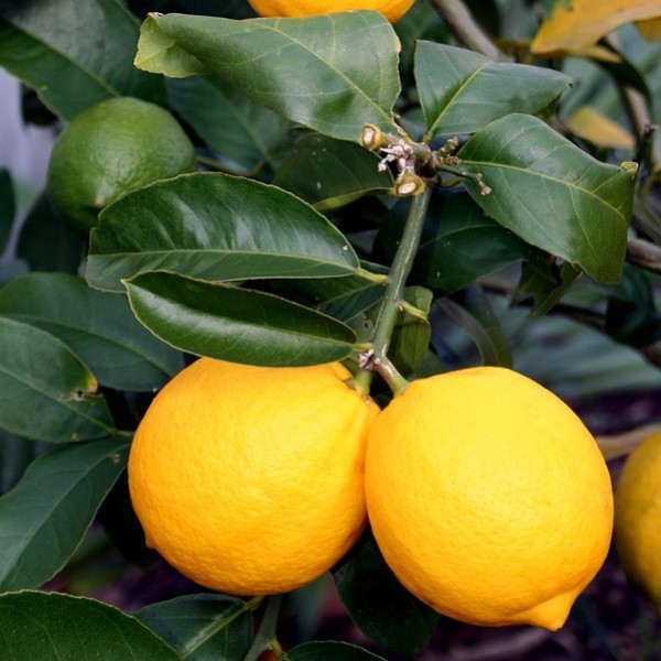 Olive Oils - The Olive Tap Crystal Lake